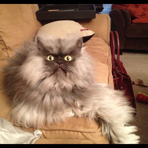 Colonel Meow is the world's angriest cat (15 pics) | Amazing Creatures