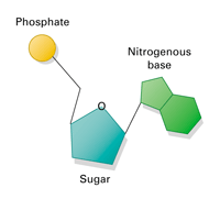 Molecular Biology: Nucleotides