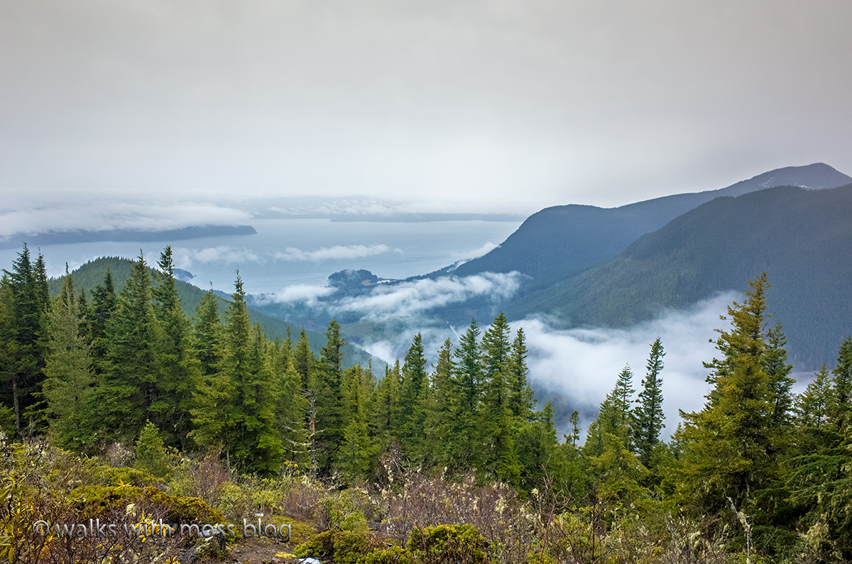 Walks with Moss: Mount Walker