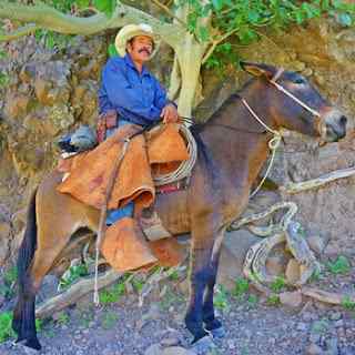 Sabias que La Cuera del Ranchero Sudcaliforniano