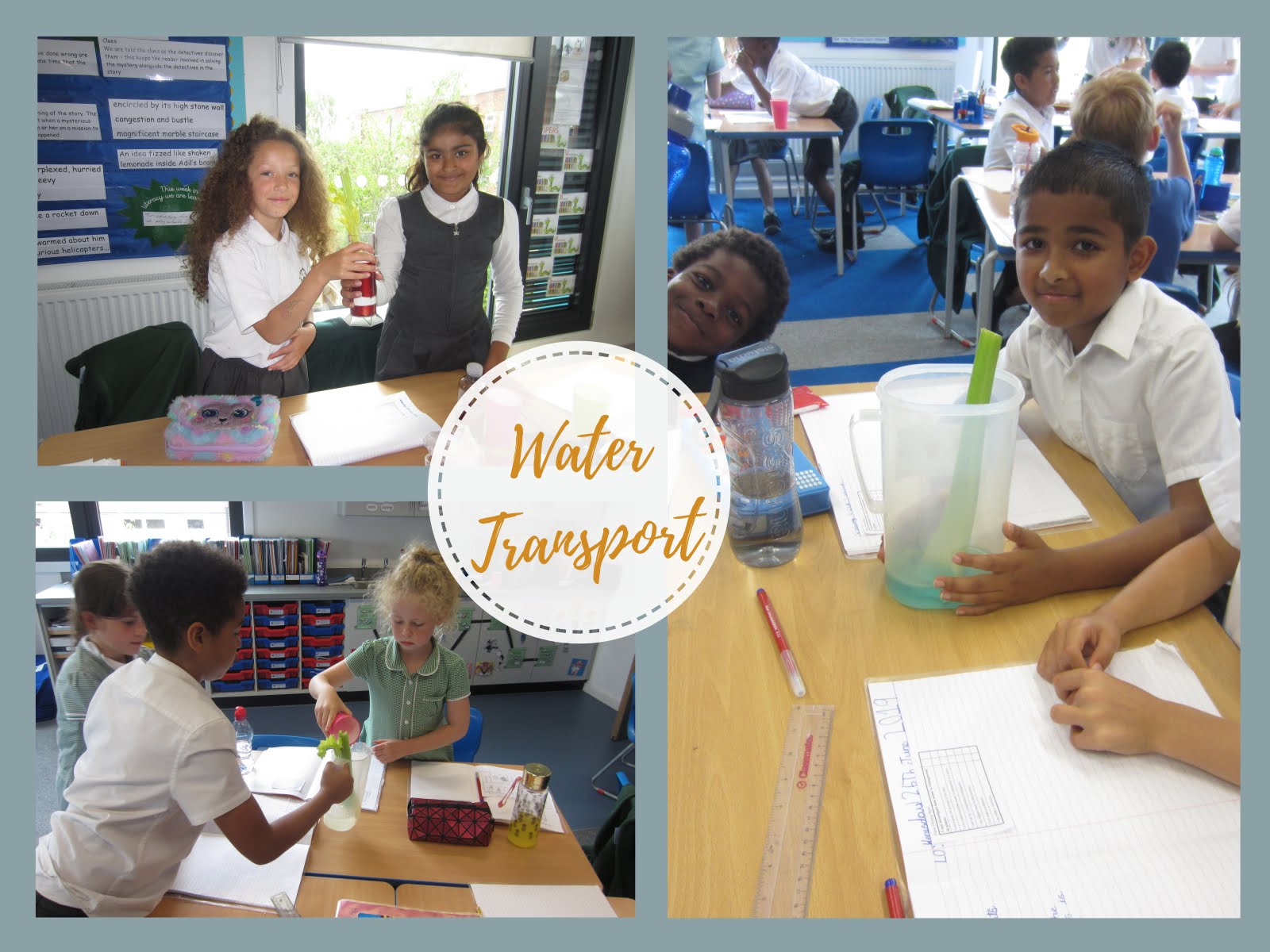 Suttons Primary School: 3AK -Science, Water Transport in stems!