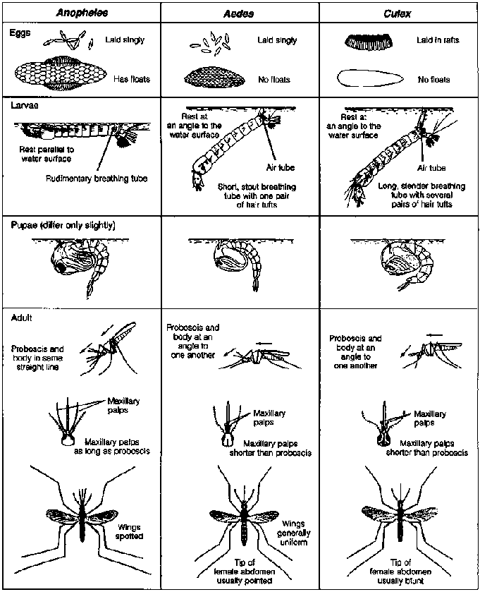 MPD3223_VECTOR AND PEST CONTROL: MOSQUITOS