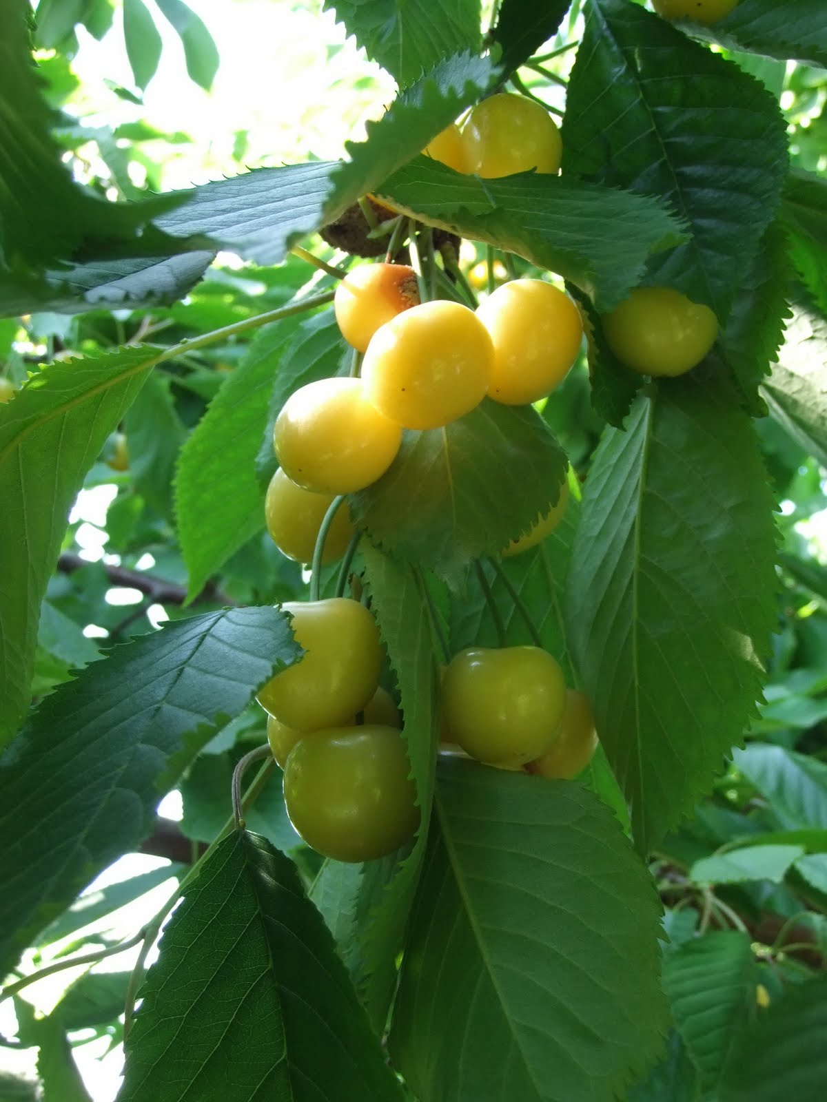 Country Gal in the City