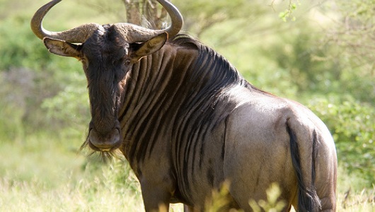 Wildebeests Facts And Pictures | All Wildlife Photographs