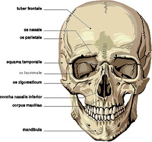 Huesos de la Cara