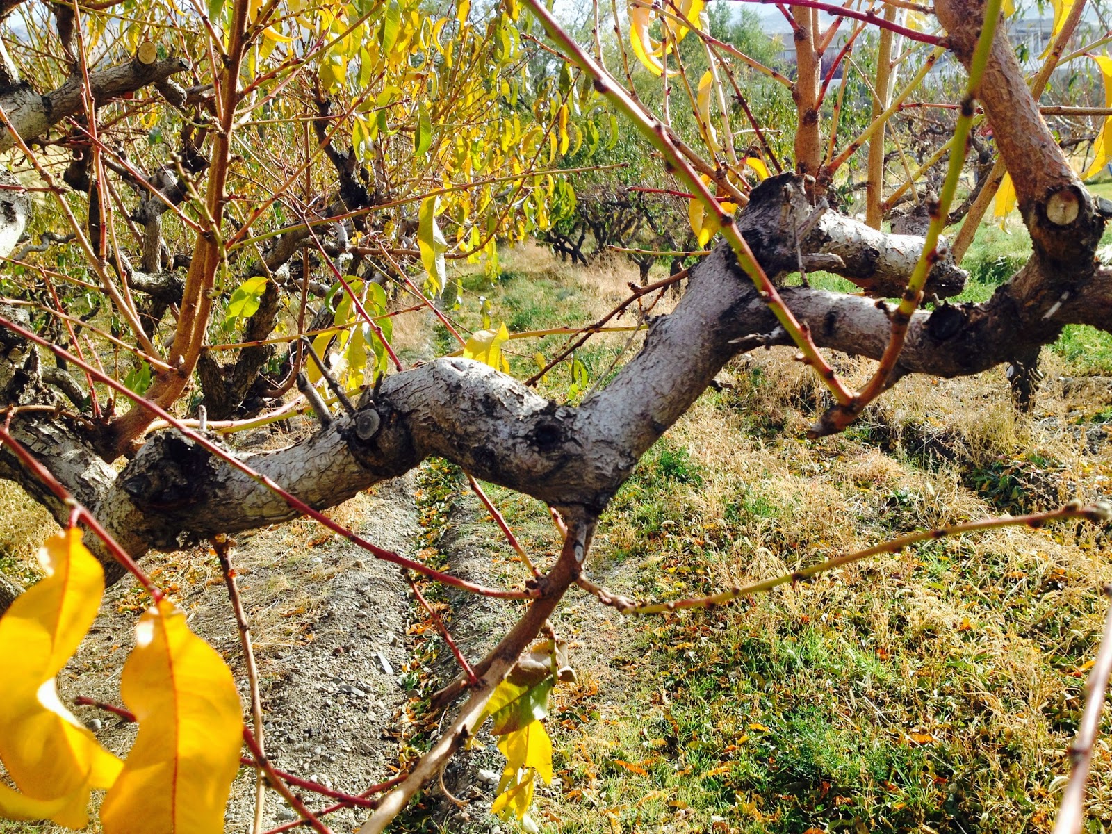 Fruit Tree Pruning at Its Best: Removing Broken Branches