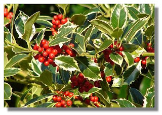 HOW TO GROW HOLLY FROM SEED |The Garden of Eaden
