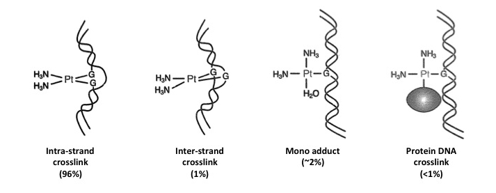 Cisplatin: the First-Line Drug for Nearly All Tumours