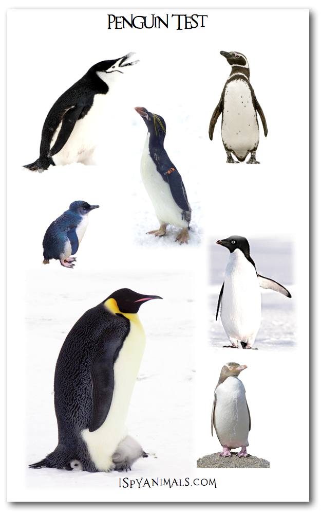 Different Types: Different Types Of Penguins