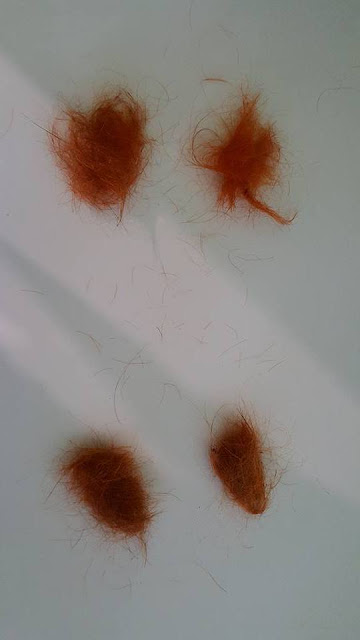 Co wiem o katam (Buxus Dioica). Testy na wlosach.