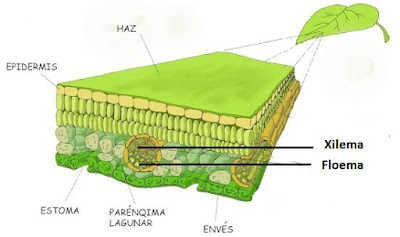 Las Plantas: Nomofilo de Plantas Dicotiledoneas