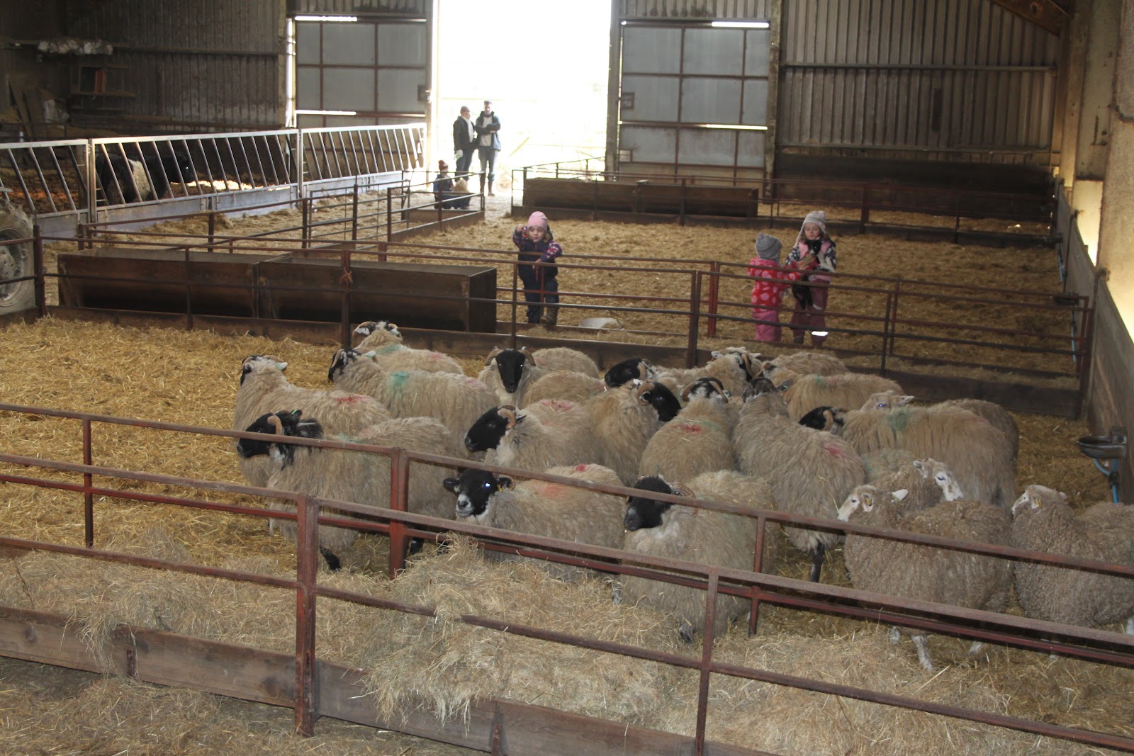 Greenwell Farm Lambing Live: Last of 2011 lambs ready to be sold