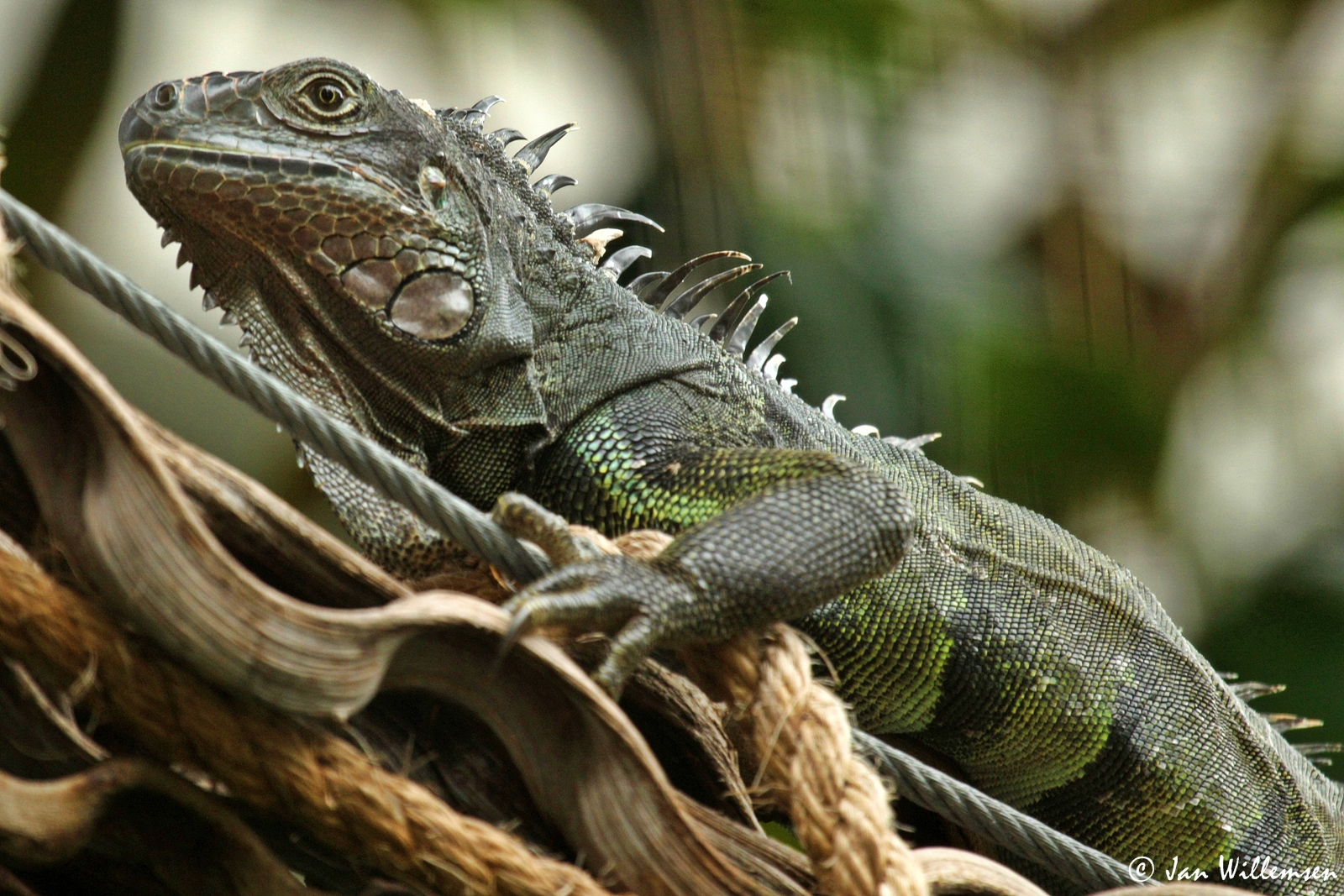 Jan Willemsen Fotografie: ZOO Artis Amsterdam