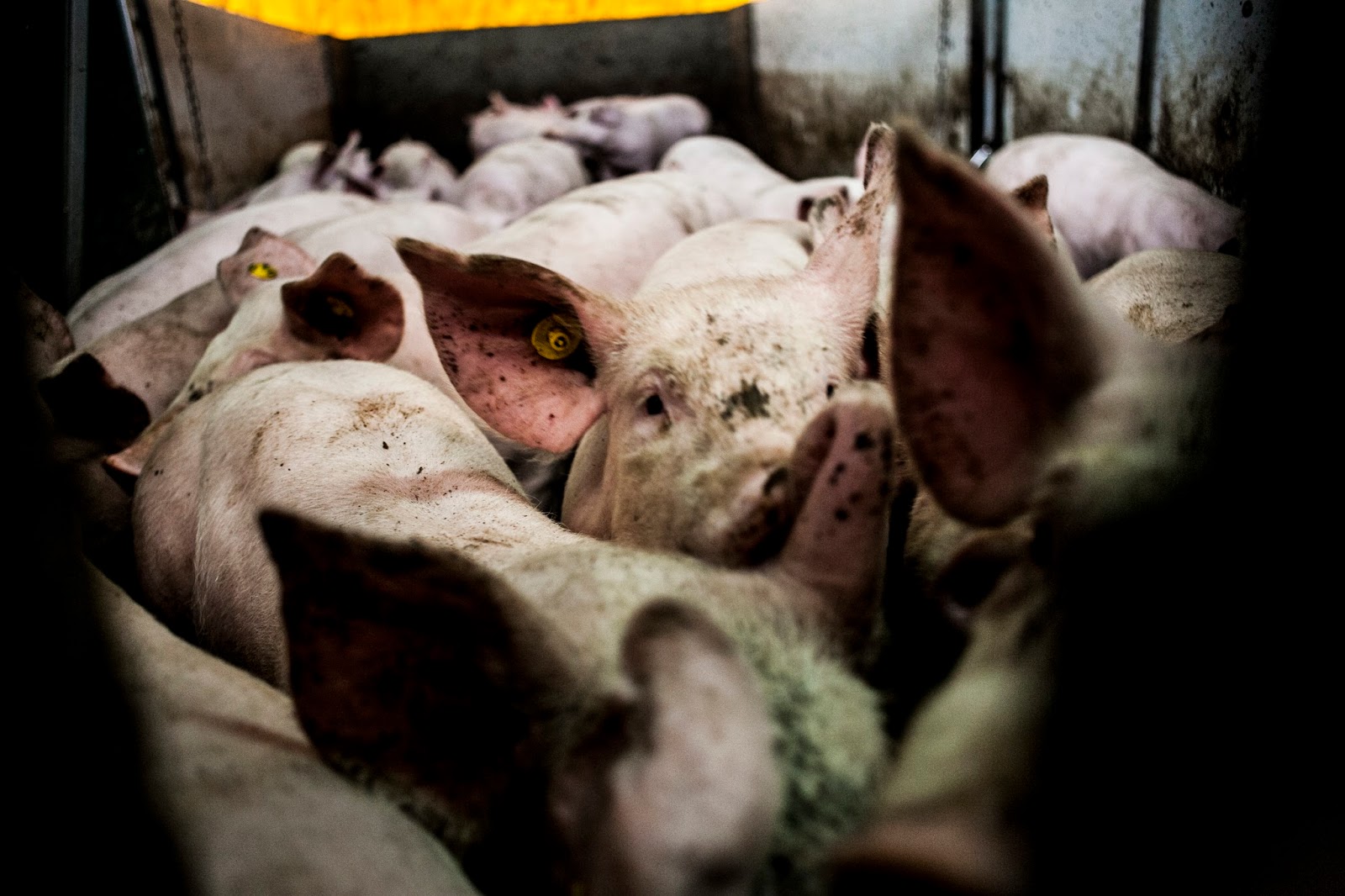 Hutterite Colony in Alberta, Canada Blazes Antibiotic-Free Trail