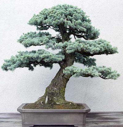 Bonsai Total: Cedrus atlantica (cedro atlas)