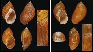 Descubren una nueva especie de molusco - Puerto Rico Loves Biology