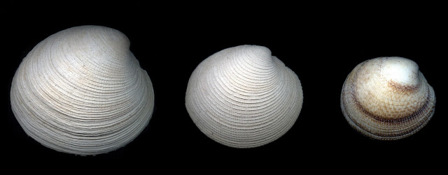 Moluscos marinos de Argentina: Leukoma antiqua (King & Broderip, 1832)