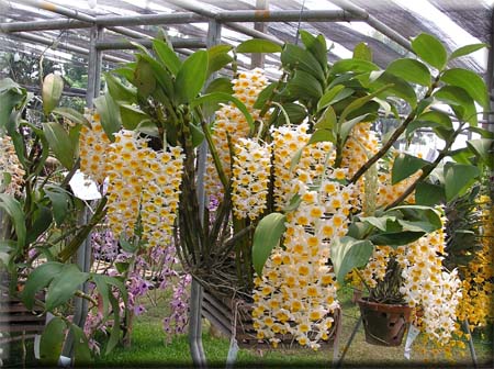 Acine orhideje info: Dendrobium