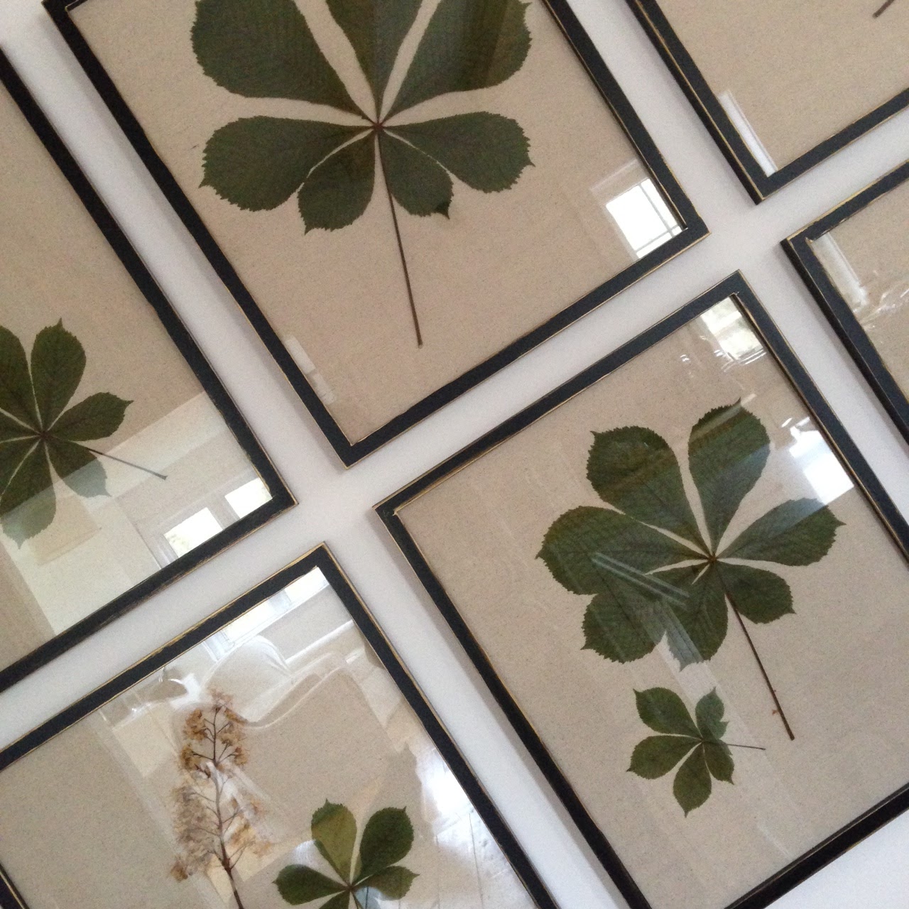 CREED: Framing Pressed Leaves