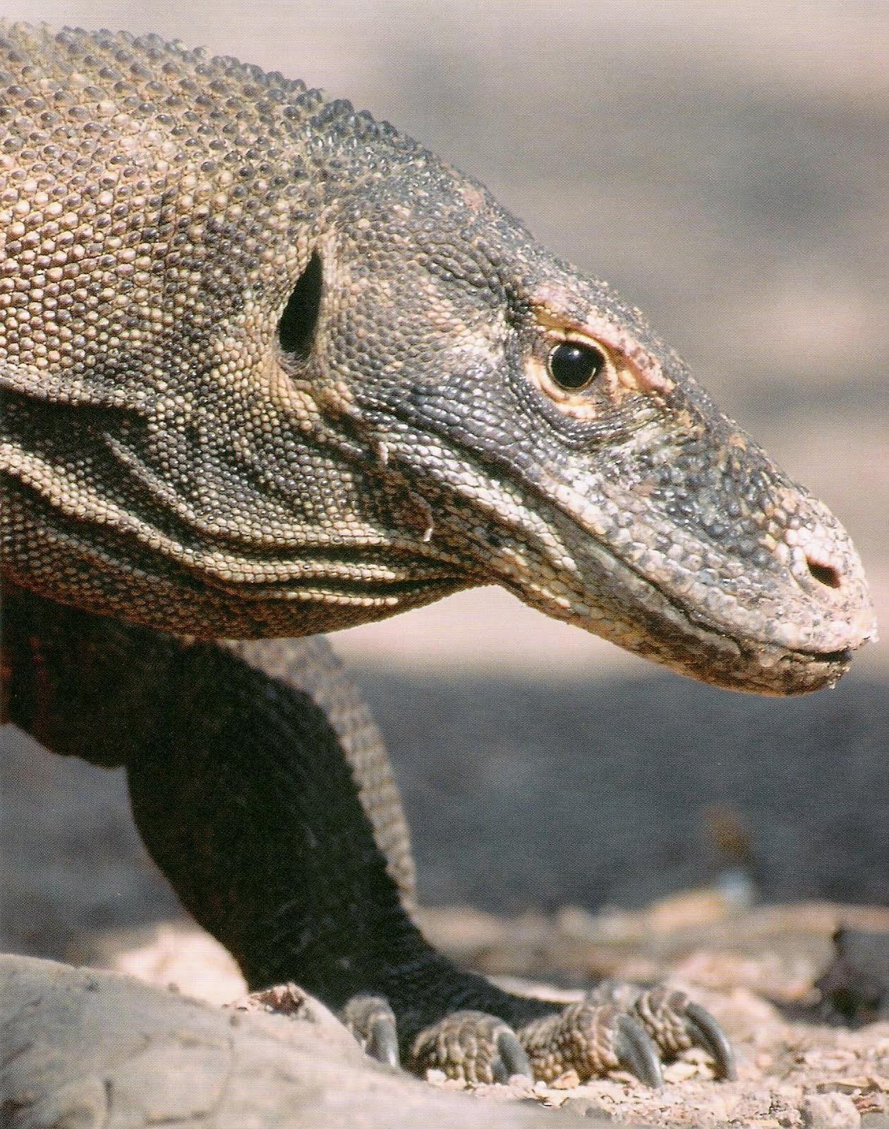 Zoológico Virtual do Koba: Dragão de Komodo