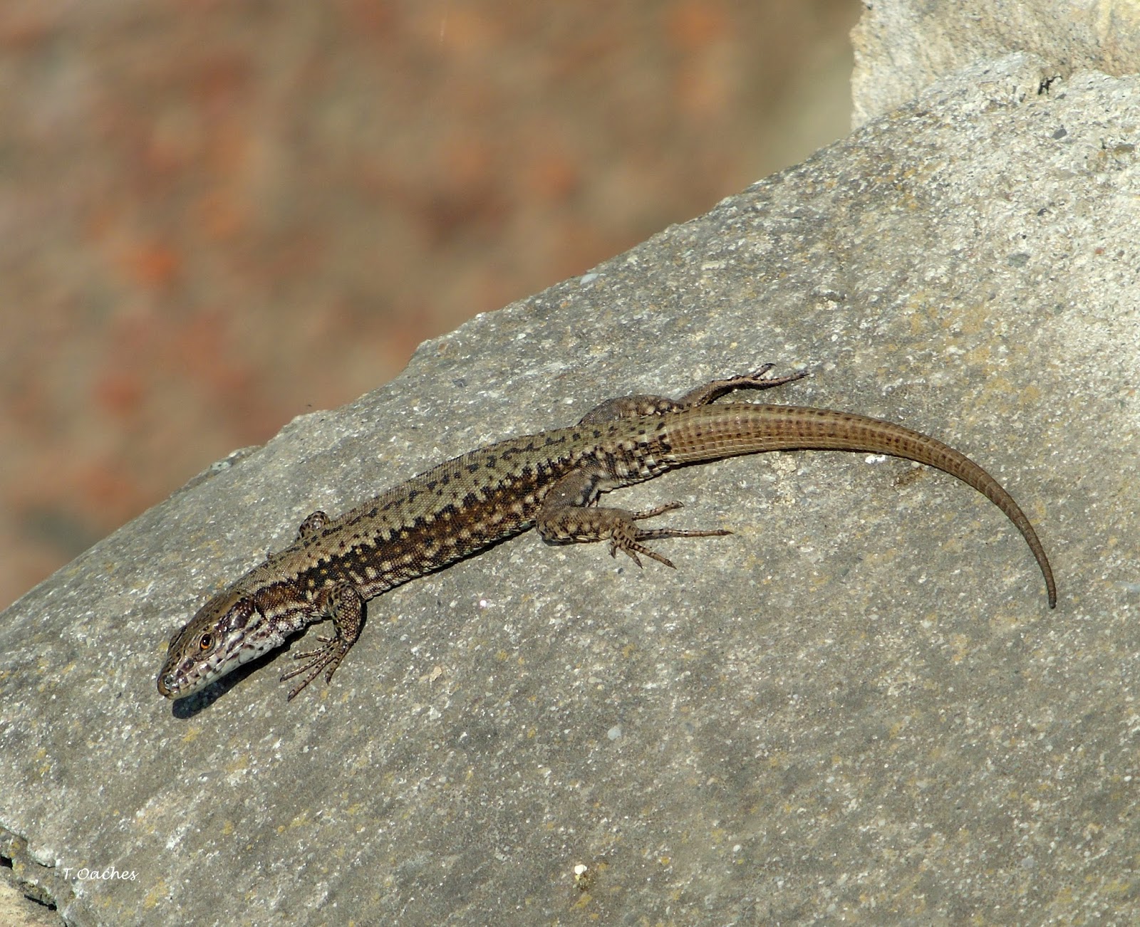 PASARI DIN ROMANIA: REPTILE ( 2 ), Soparle