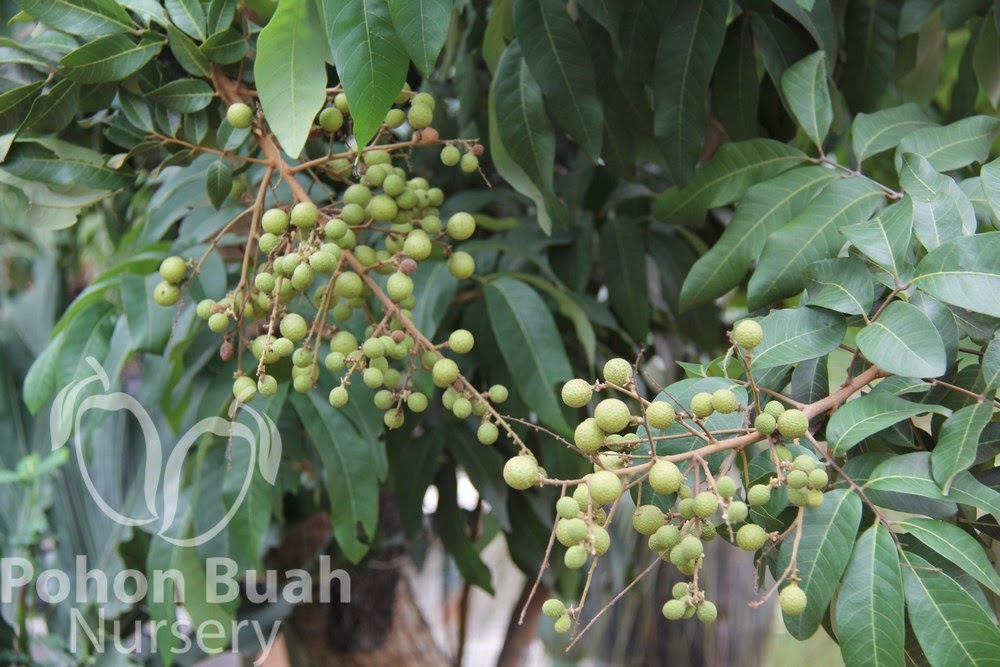 PBN: Lengkeng Diamond River