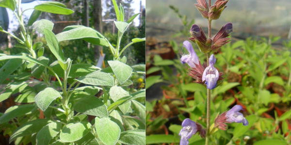 Flor de Murta: Salva. Salvia officinalis