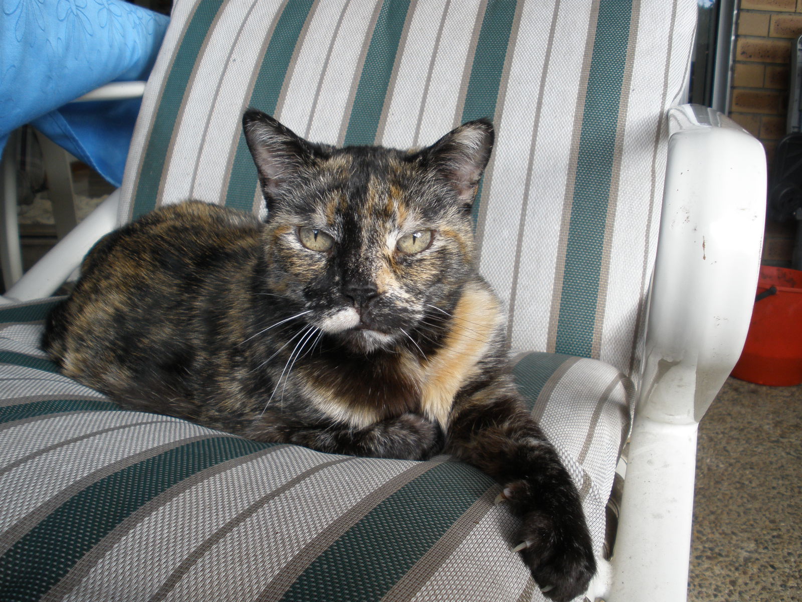 Val Spiers Sews: Stumpy the cat