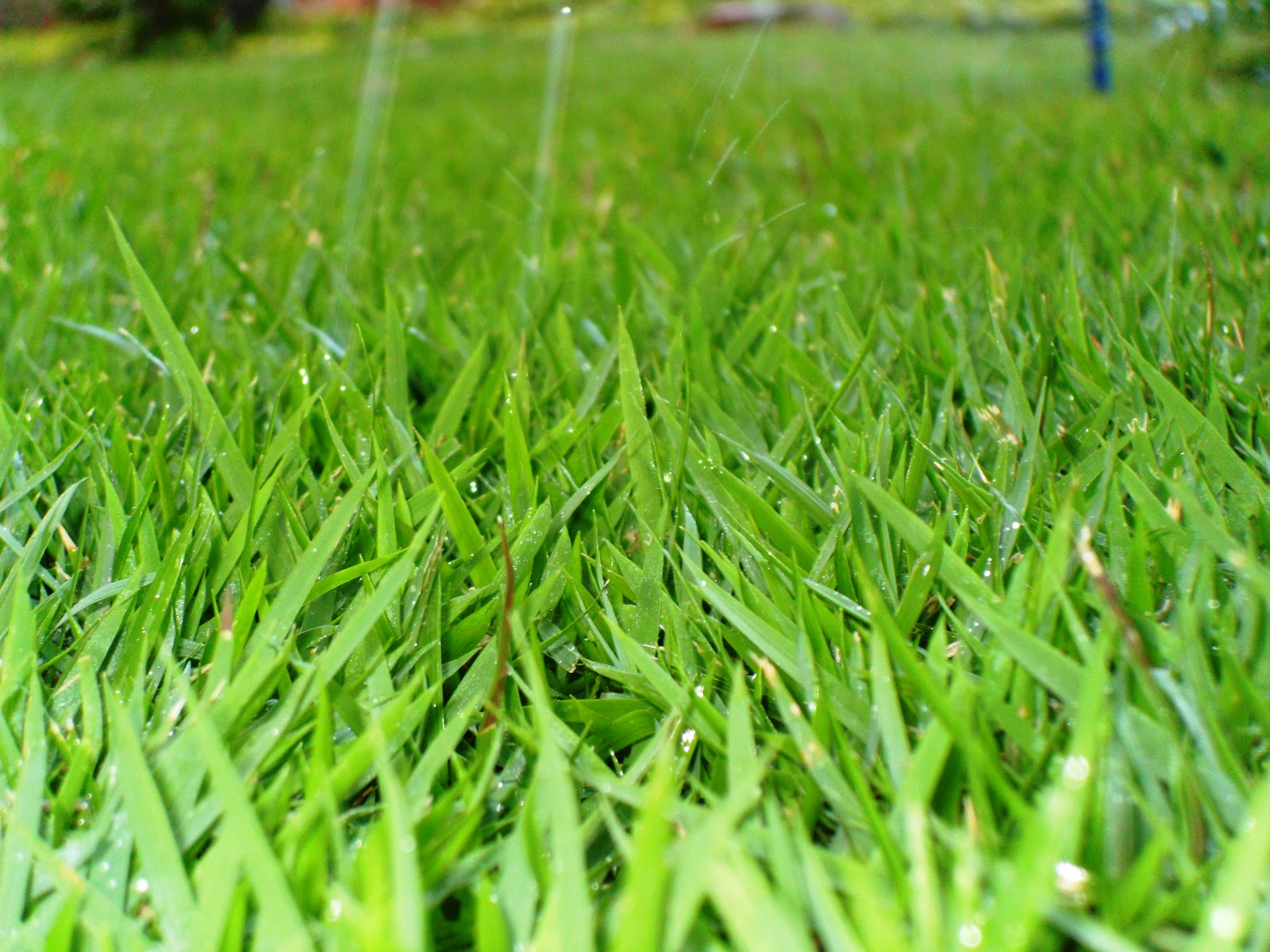 Nome Científico Da Grama Esmeralda - RETOEDU