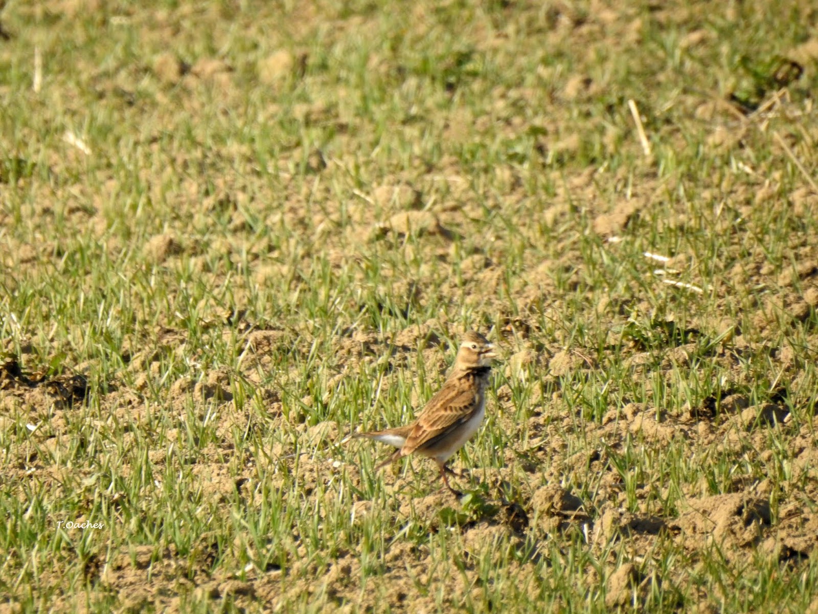 PASARI DIN ROMANIA: CIOCARLIE DE BARAGAN, Melanocorypha calandra