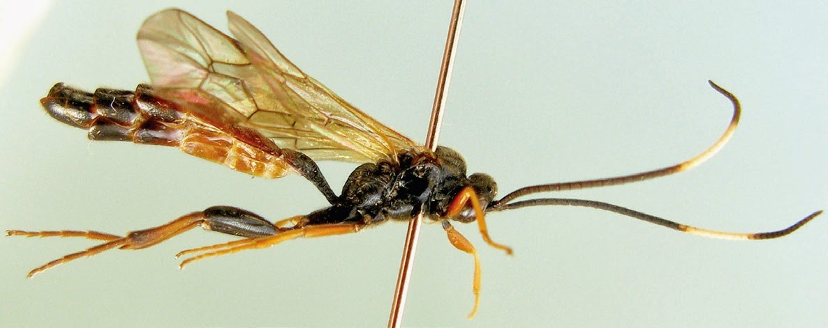 Sciency Thoughts: A new species of Ichneumon Wasp from Liaoning ...