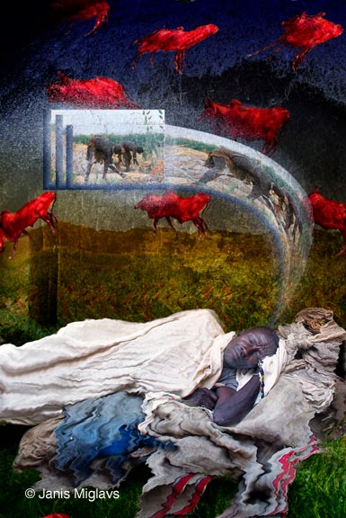 ARE WE THERE YET? Photographer Janis Miglavs : Did cattle dreams found ...