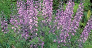 'Purple Smoke' - The best Baptisia