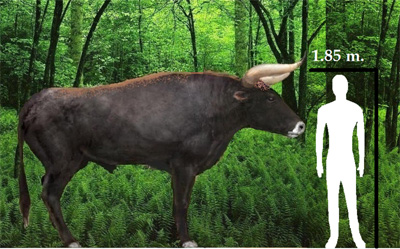 Synapsida: Bovines: How Cows Were Domesticated