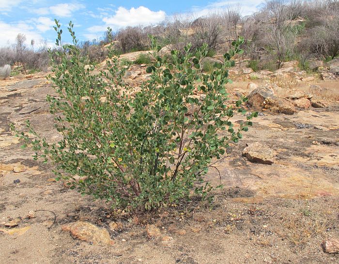 Esperance Wildflowers: Goodia medicaginea – Fabaceae