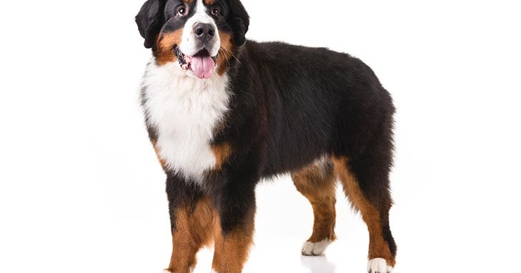 All You Need to Know about Bernese Mountain Dog - Doglopedix