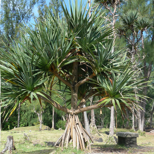 My Sweet Mauritius: LE VACOAS : UN BEL ARTISANAT MAURICIEN