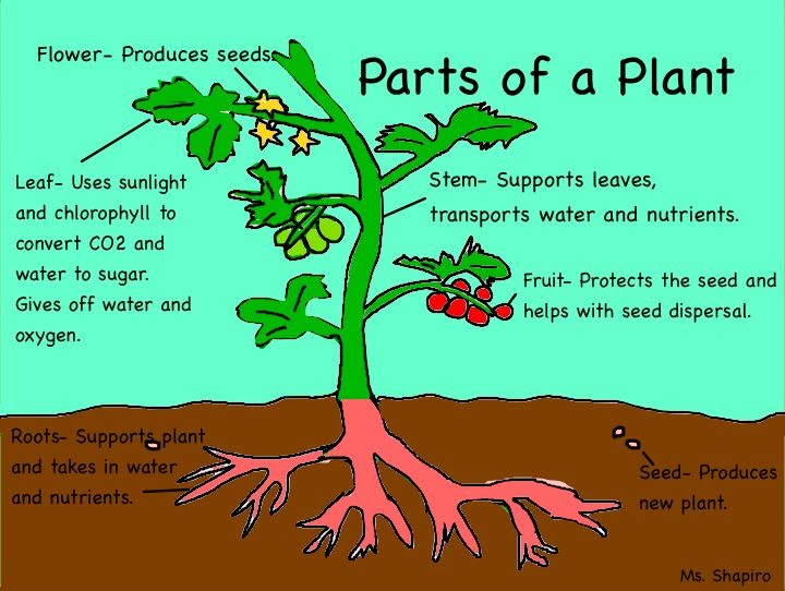 AREVACOS TERCERO Functions Of The Different Parts Of The Plant arevacos-tercero-functions-of-the-different-parts-of-the-plant