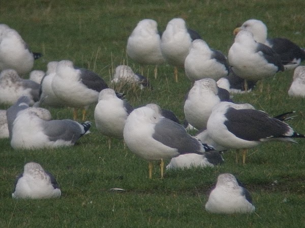 birding never sleeps: Lower Cuckmere 22 December 2013