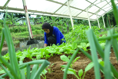 Pengertian Pertanian Organik