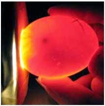 A Guide to Artificial Incubation of Poultry Eggs