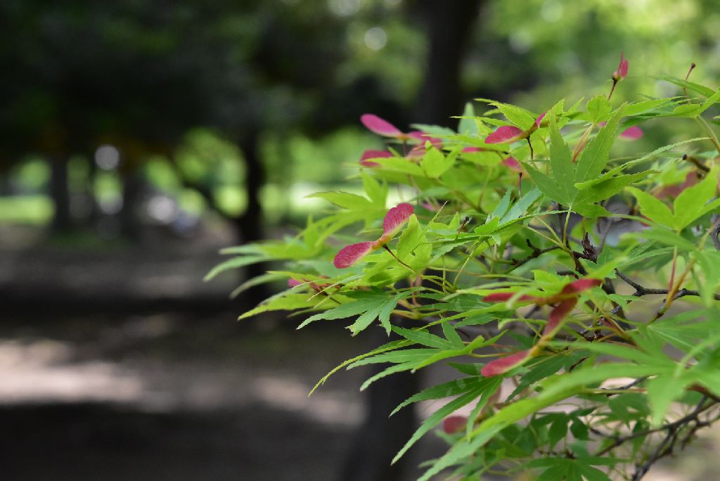 Garden trees in Japan: Japanese maple(Momiji)