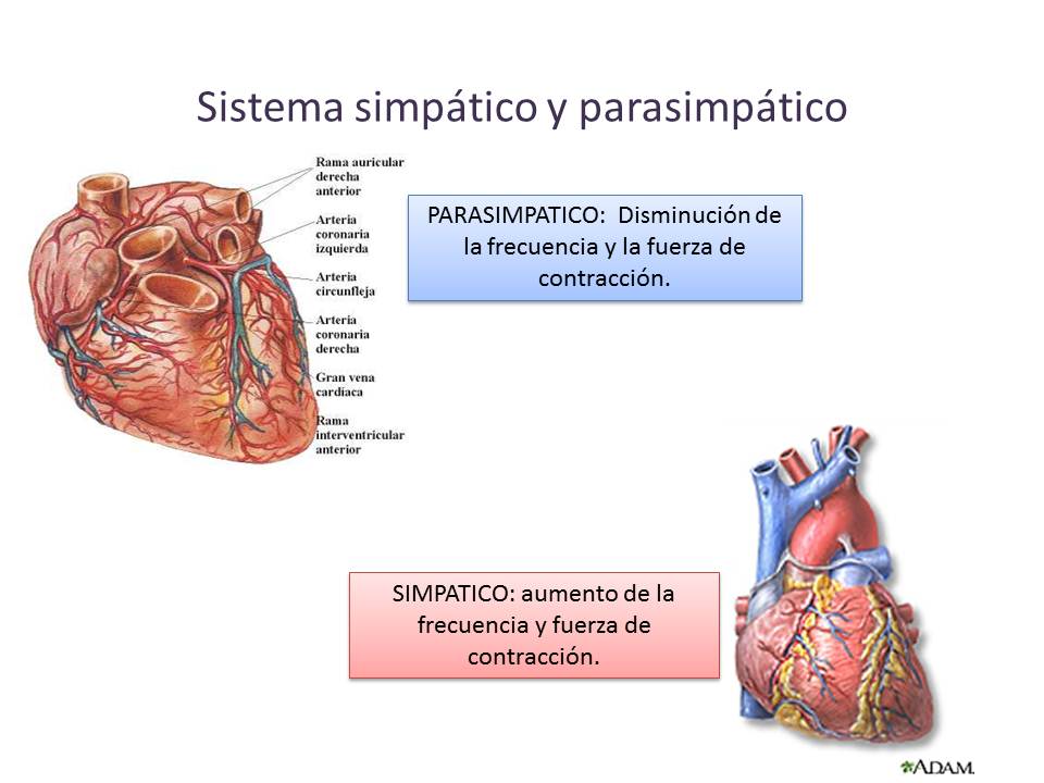 Fisiologia medica IV-5: Fotografías del Sistema simpático y parasimpático