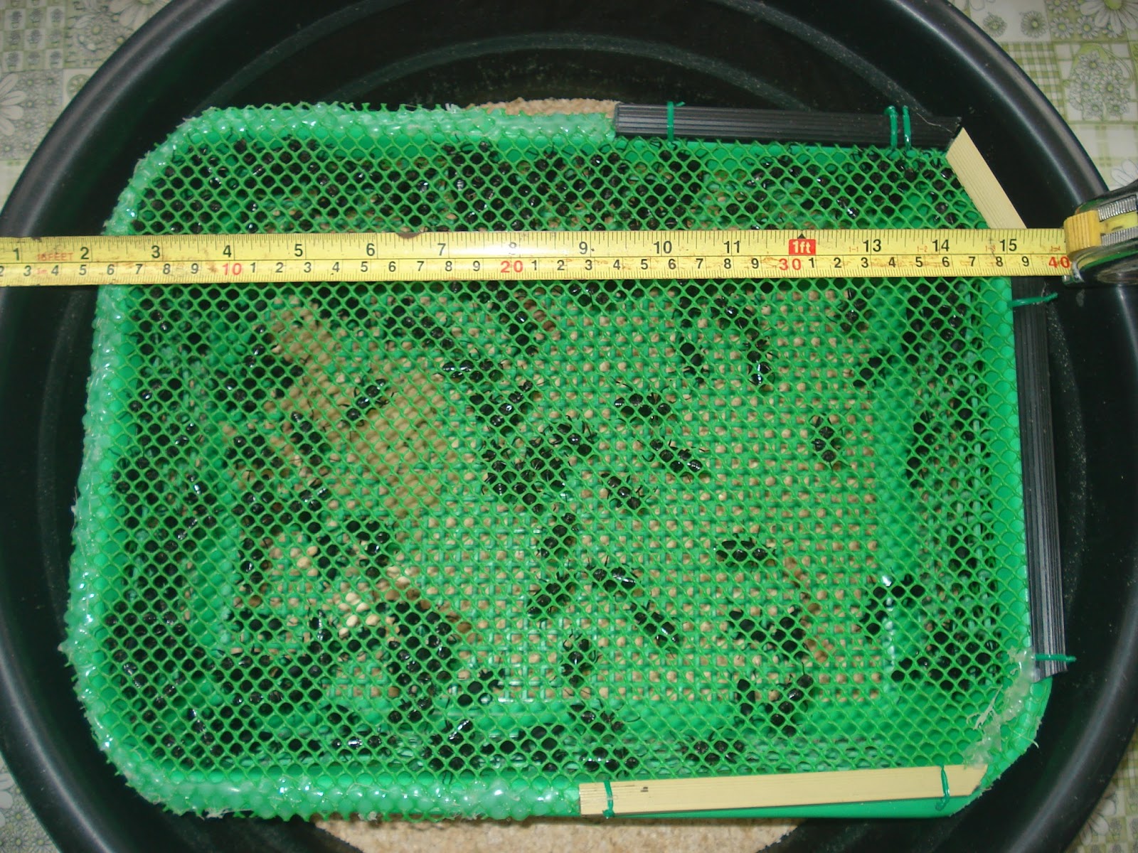 Super Worm Friends of Alain Ray