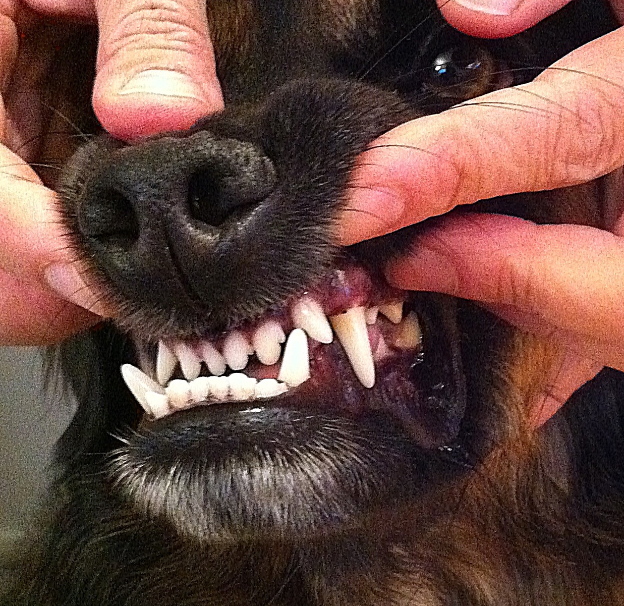 HD Animals: healthy dog teeth