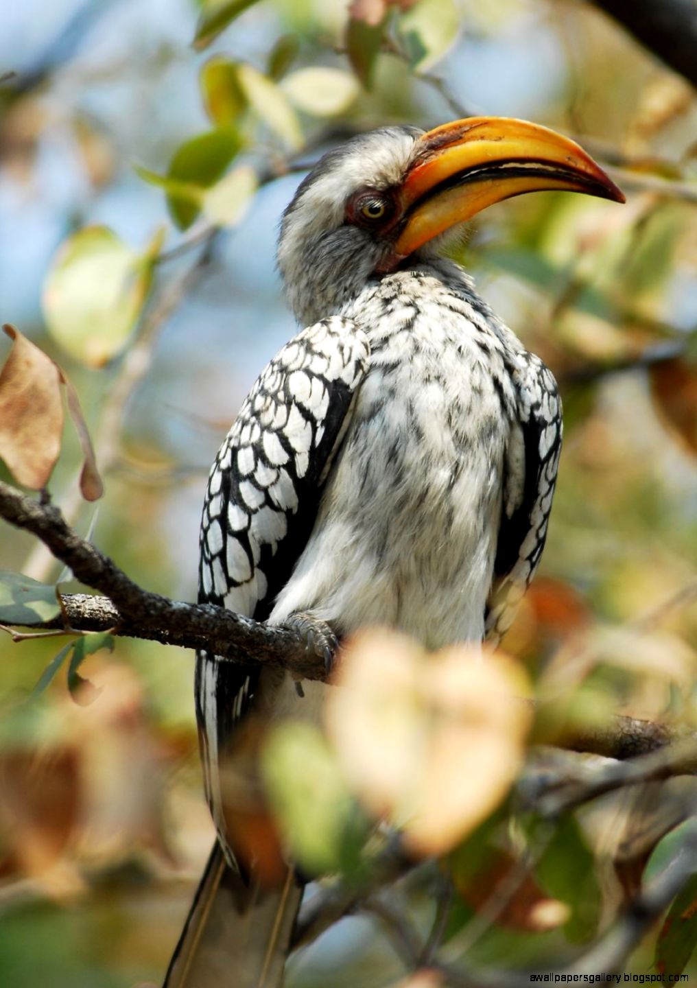 Botswana Wildlife | Wallpapers Gallery