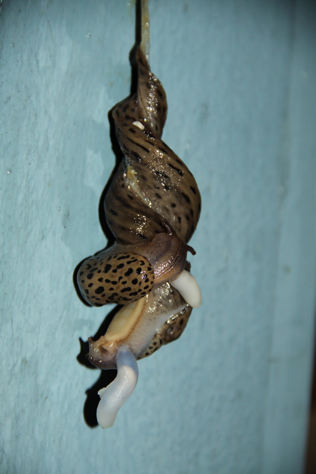 RadhusLiv - i och utanför radhuset...: Parande Leopardsniglar! / Mating ...