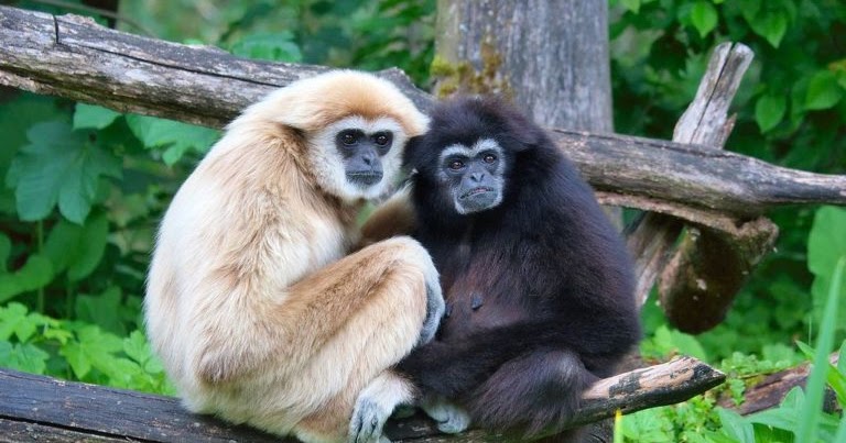 I primati della Cina a rischio di estinzione entro la fine di questo secolo