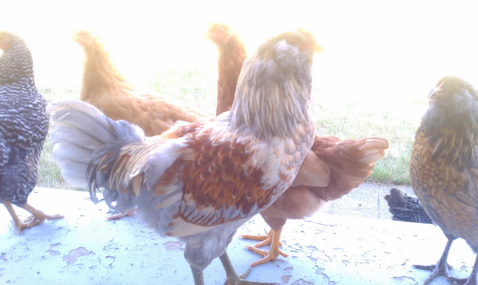 Processing a chicken: This is where food comes from