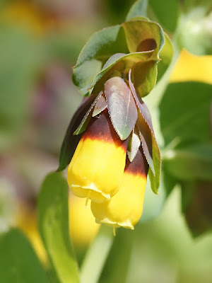 HOW TO GROW CERINTHE MAJOR PURPURASCENS |The Garden of Eaden